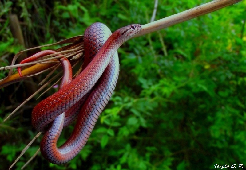 Foto Naturaleza - Chile