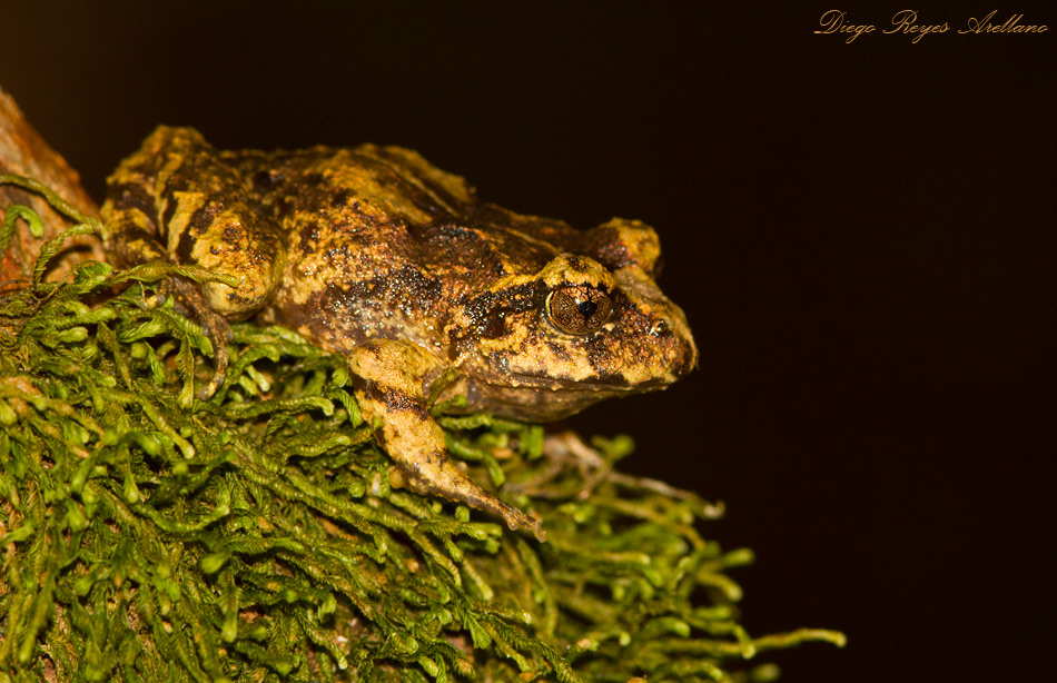 Foto Naturaleza - Chile