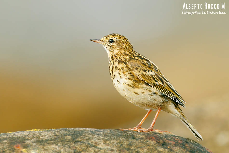Foto Naturaleza - Chile