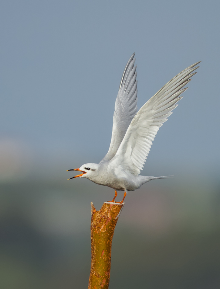 Foto Naturaleza - Chile