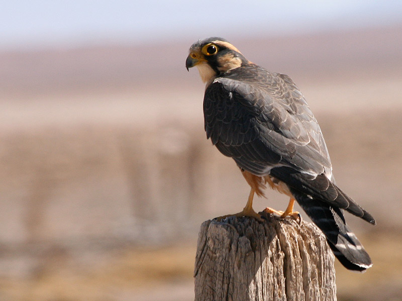 Foto Naturaleza - Chile