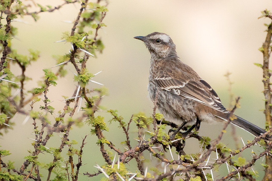 Foto Naturaleza - Chile