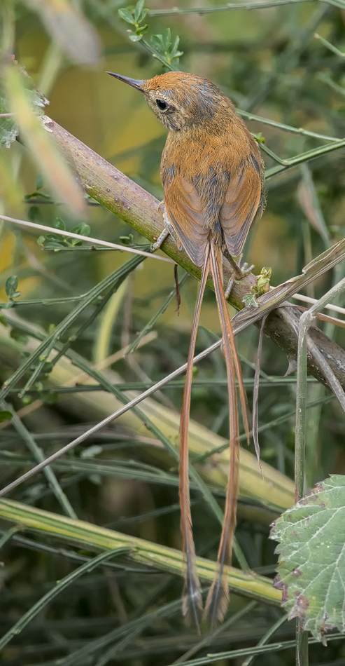 Foto Naturaleza - Chile