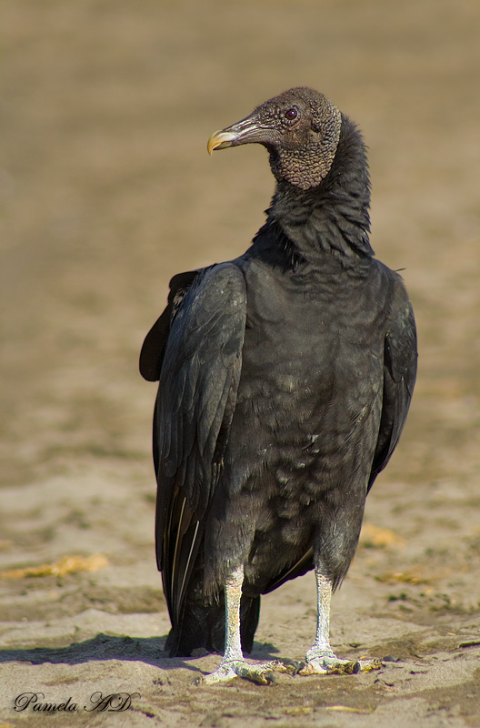 Foto Naturaleza - Chile