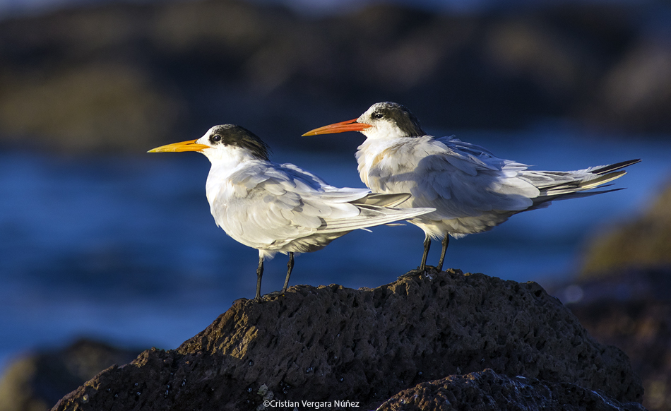 Foto Naturaleza - Chile