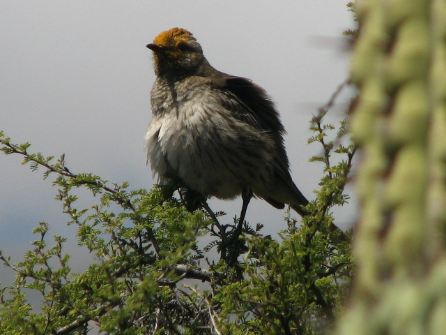Foto Naturaleza - Chile