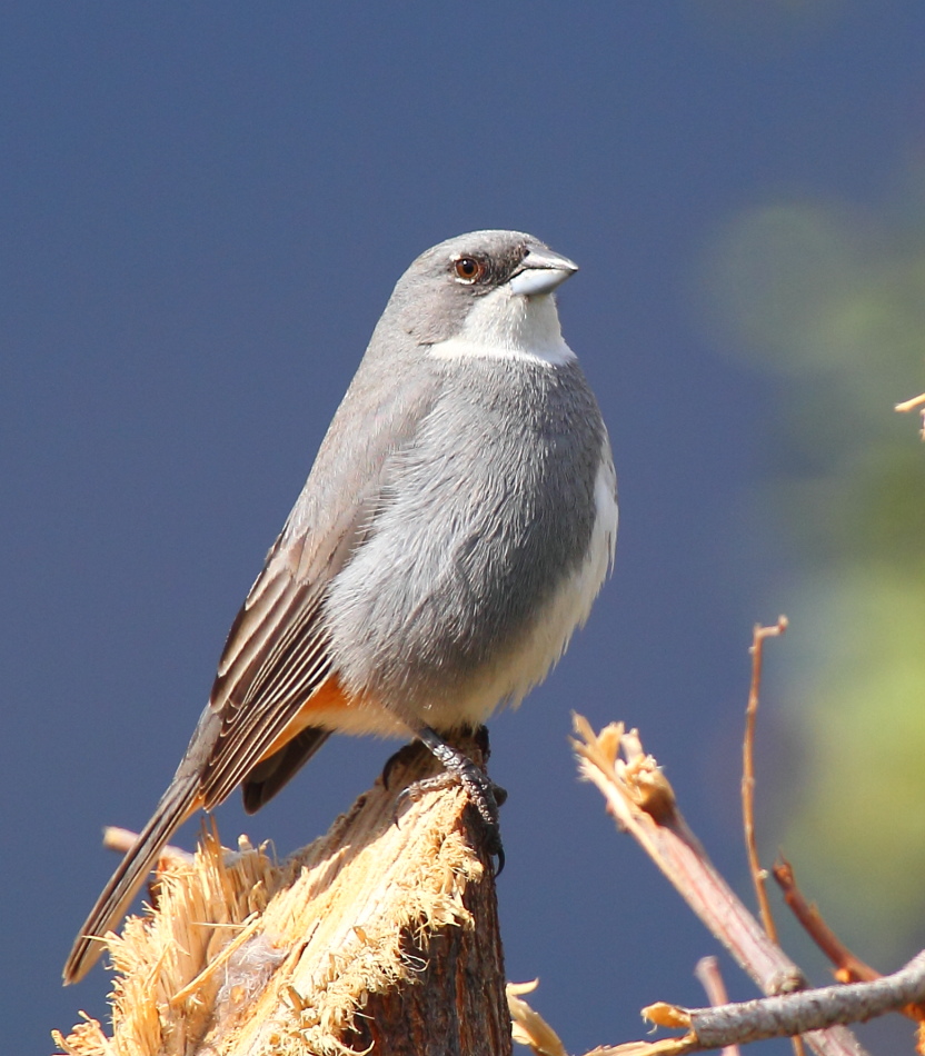 Foto Naturaleza - Chile
