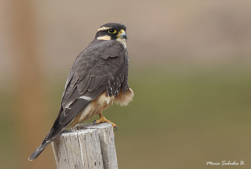 Foto Naturaleza - Chile