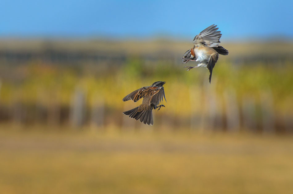 Foto Naturaleza - Chile