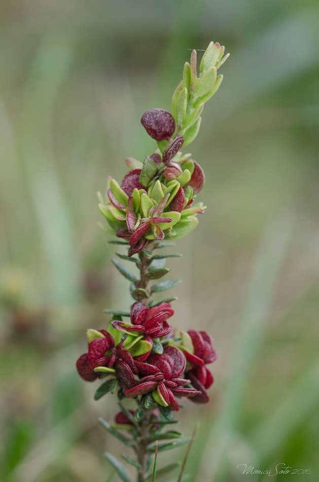 Foto Naturaleza - Chile