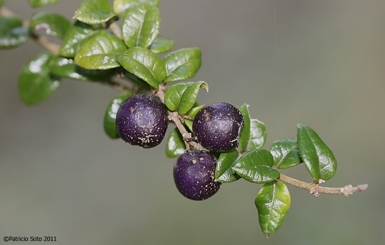 Foto Naturaleza - Chile