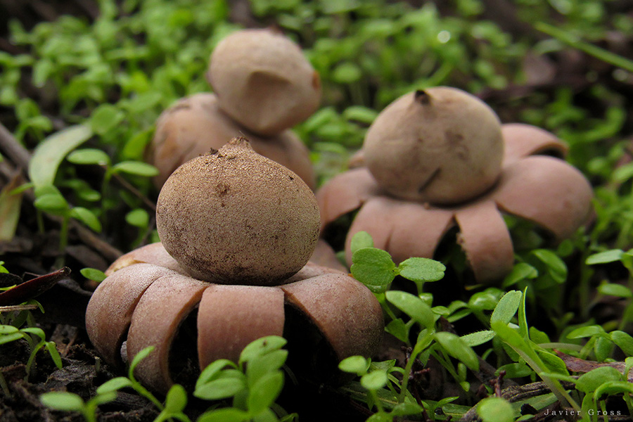 Foto Naturaleza - Chile