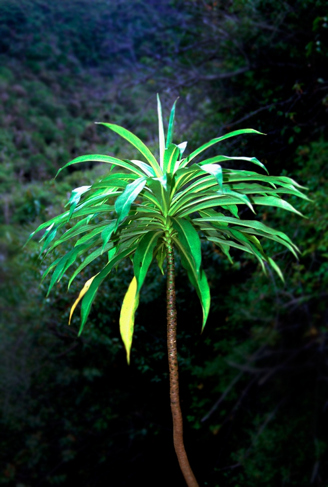 Foto Naturaleza - Chile