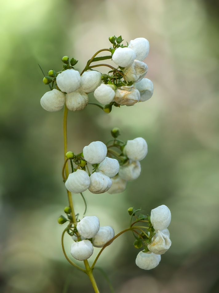 Foto Naturaleza - Chile