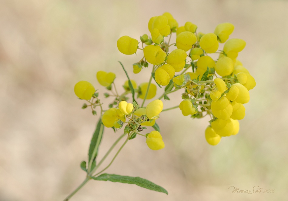 Foto Naturaleza - Chile