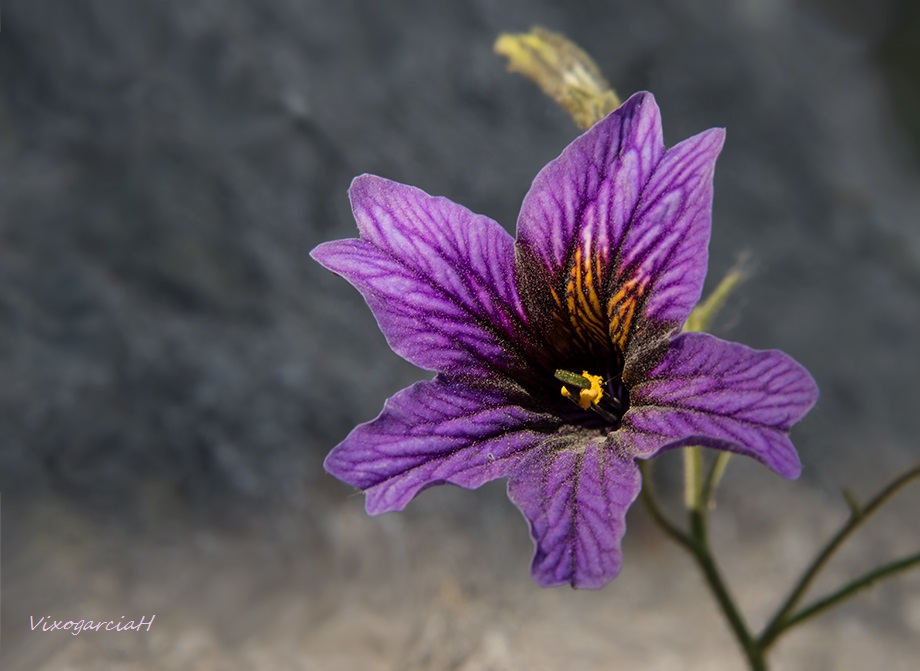 Foto Naturaleza - Chile