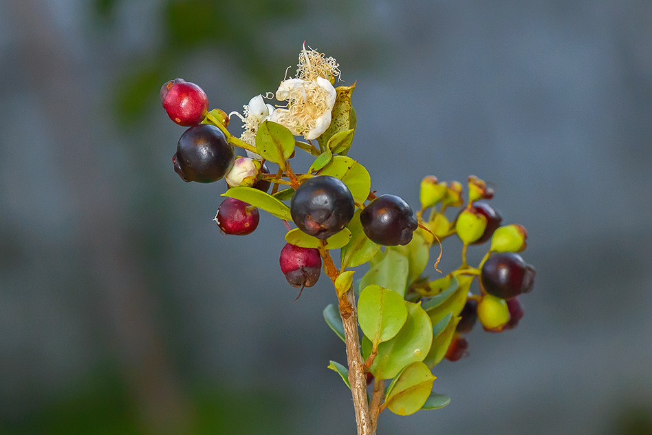 Foto Naturaleza - Chile