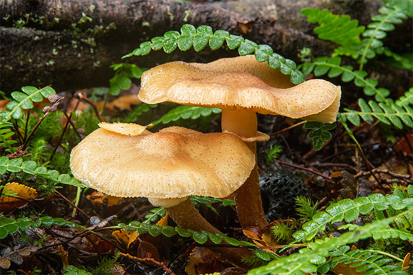 Foto Naturaleza - Chile