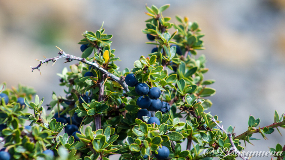 Foto Naturaleza - Chile