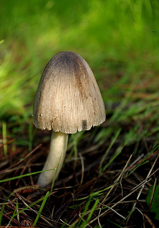 Foto Naturaleza - Chile