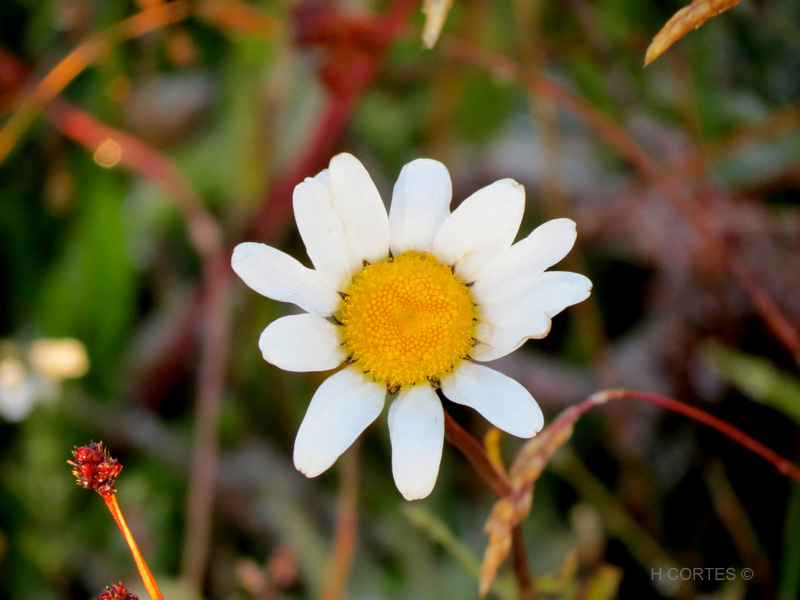 Foto Naturaleza - Chile