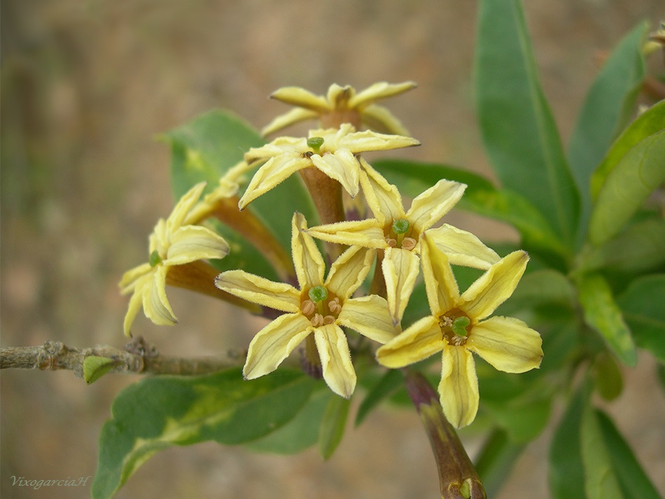 Foto Naturaleza - Chile