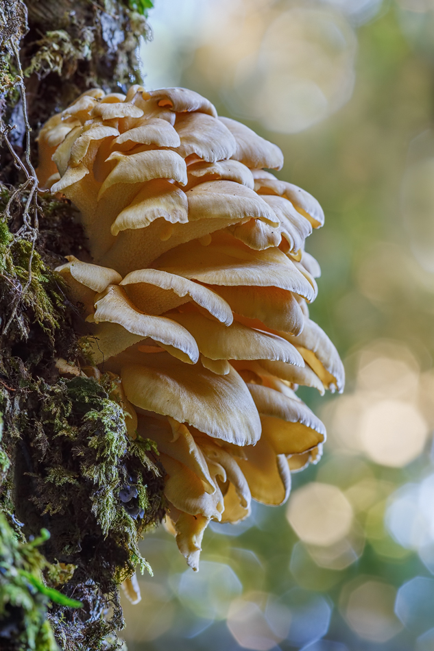 Foto Naturaleza - Chile