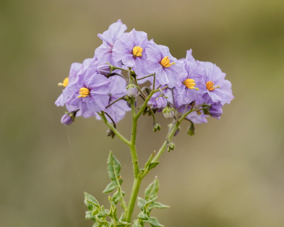 Foto Naturaleza - Chile