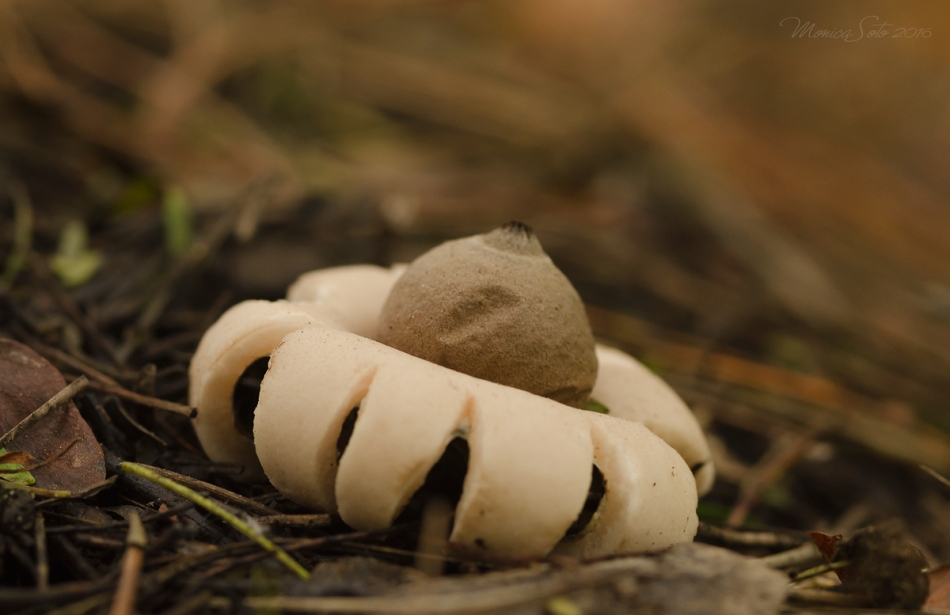 Foto Naturaleza - Chile