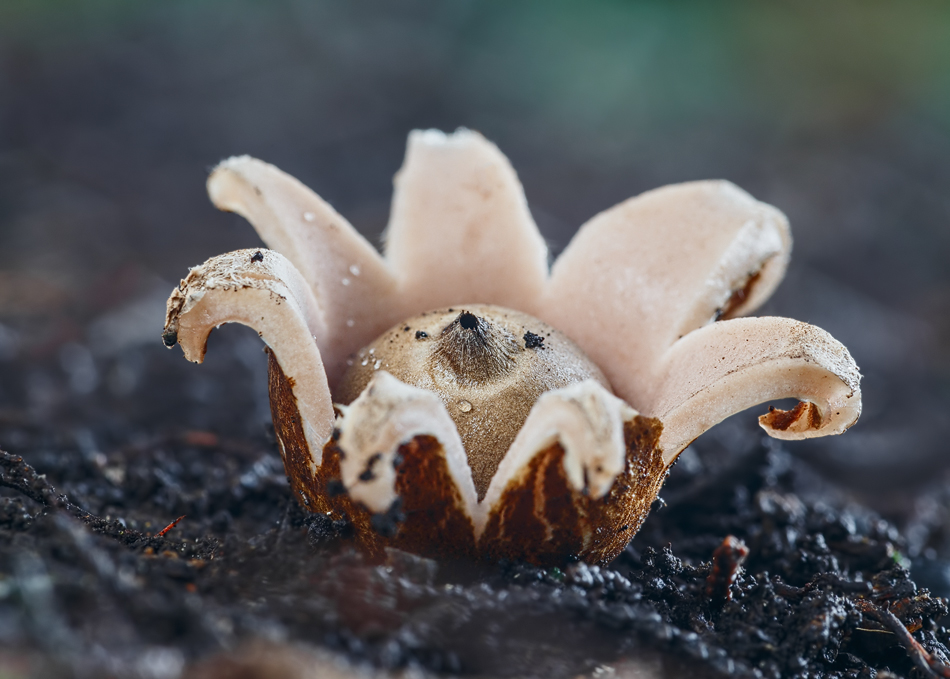 Foto Naturaleza - Chile