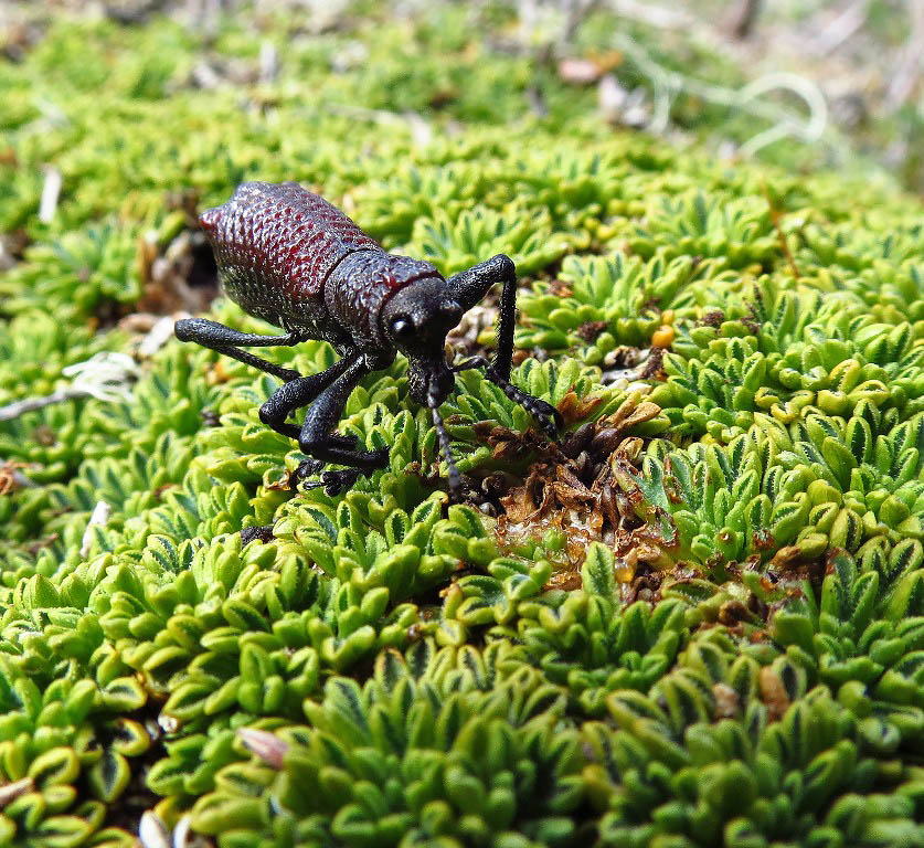 Foto Naturaleza - Chile