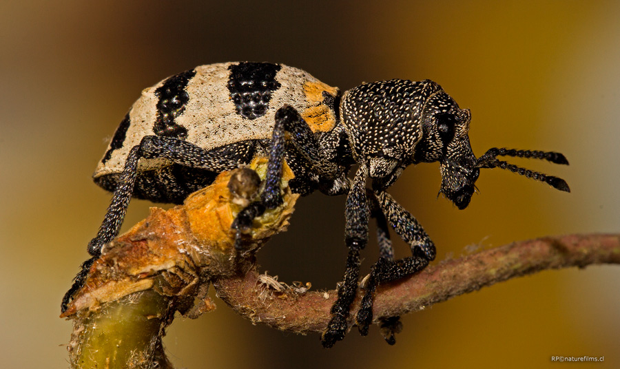 Foto Naturaleza - Chile
