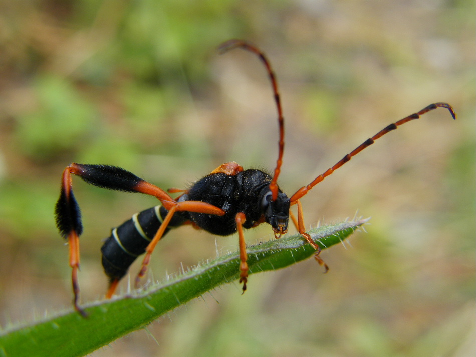 Foto Naturaleza - Chile