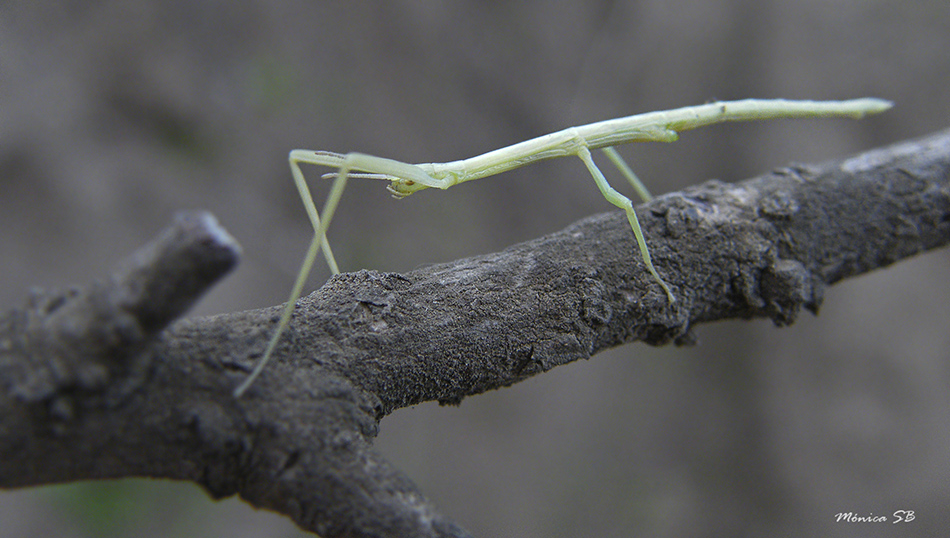 Foto Naturaleza - Chile