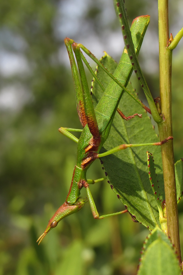 Foto Naturaleza - Chile