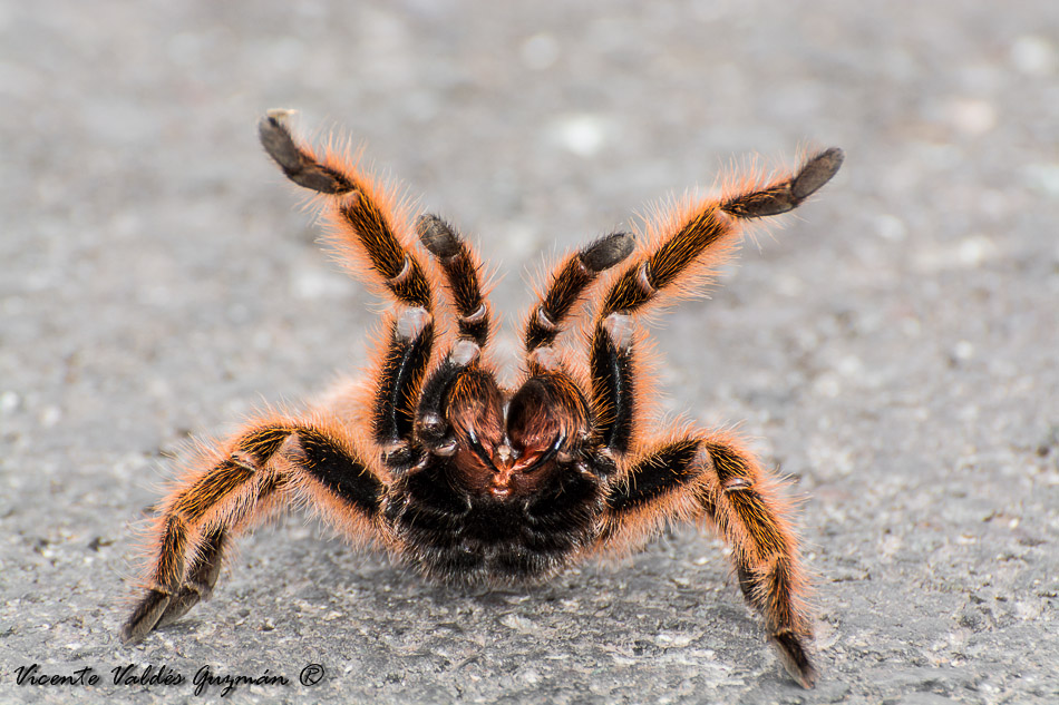 Foto Naturaleza - Chile
