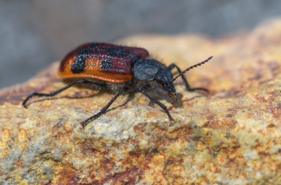 Foto Naturaleza - Chile