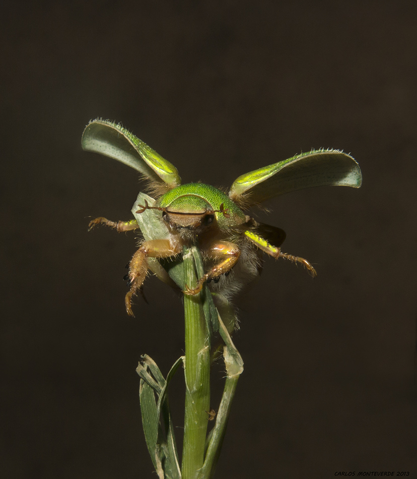 Foto Naturaleza - Chile