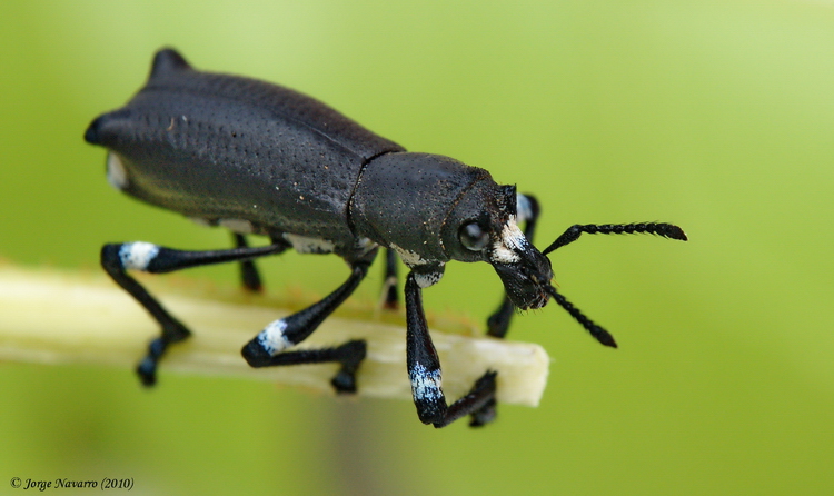 Foto Naturaleza - Chile