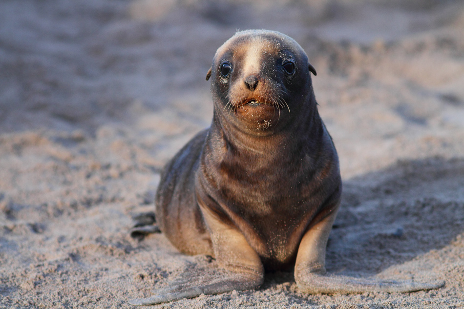 Foto Naturaleza - Chile