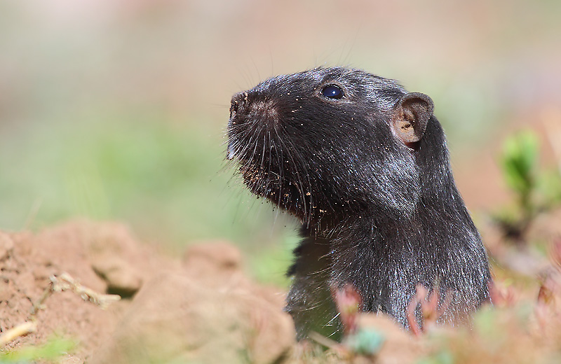 Foto Naturaleza - Chile