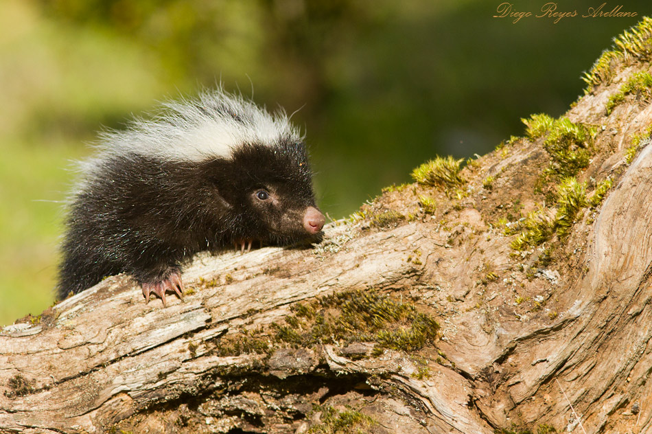 Foto Naturaleza - Chile