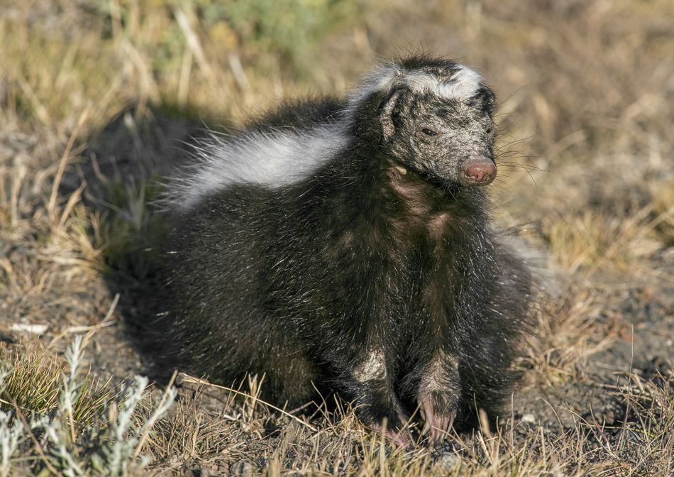 Foto Naturaleza - Chile