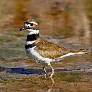 Foto Naturaleza - Chile
