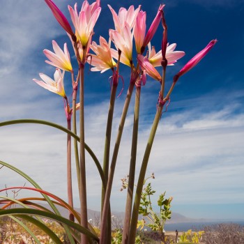 Foto Naturaleza - Chile