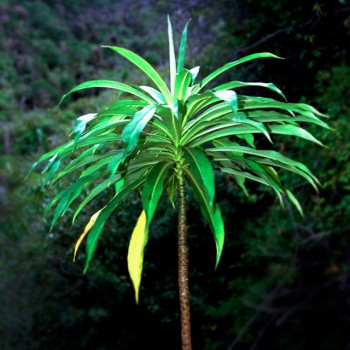 Foto Naturaleza - Chile