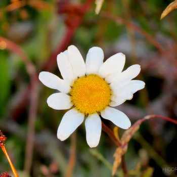 Foto Naturaleza - Chile