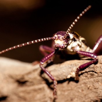 Foto Naturaleza - Chile