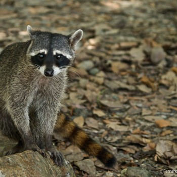 Foto Naturaleza - Chile
